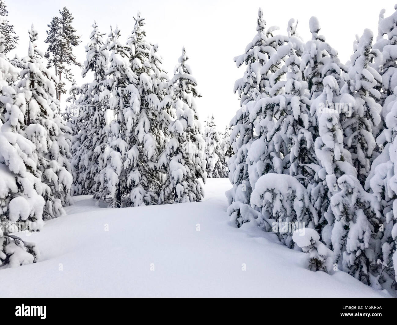 Lodgepole pine forest on Howard Eaton Trail near Old Faithful Stock ...