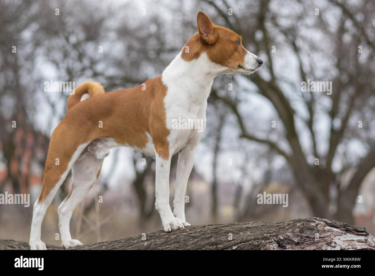 Basenji dog standing on a tree branch and watching around Stock Photo ...