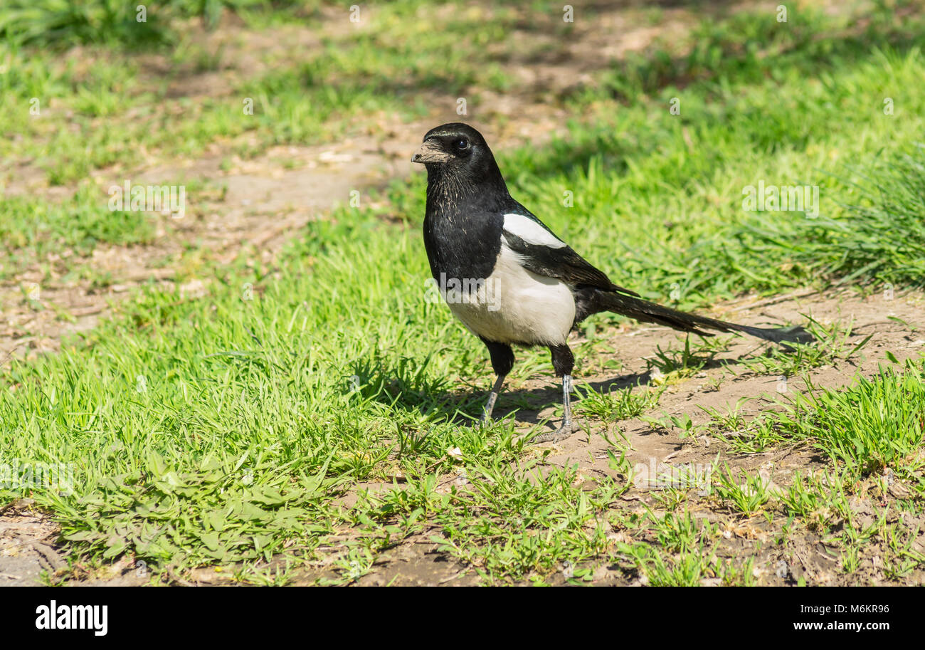 Pica pica standing on ground hi-res stock photography and images - Alamy