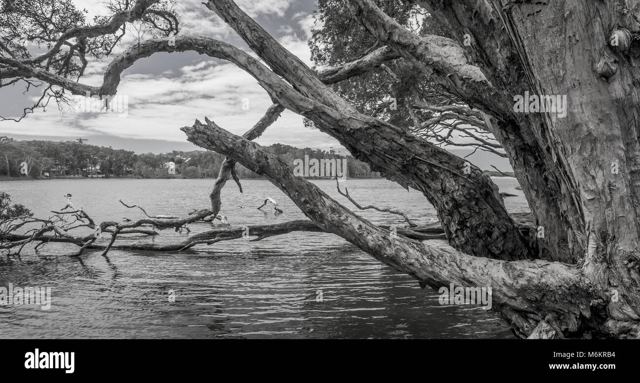 Sideways growing tree hi-res stock photography and images - Alamy