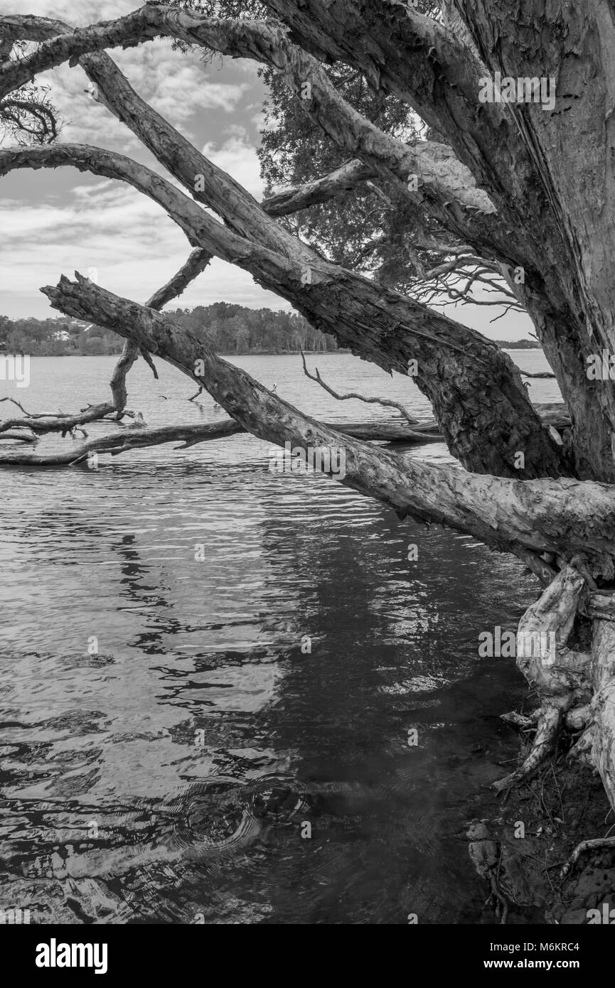 Sideways growing tree hi-res stock photography and images - Alamy