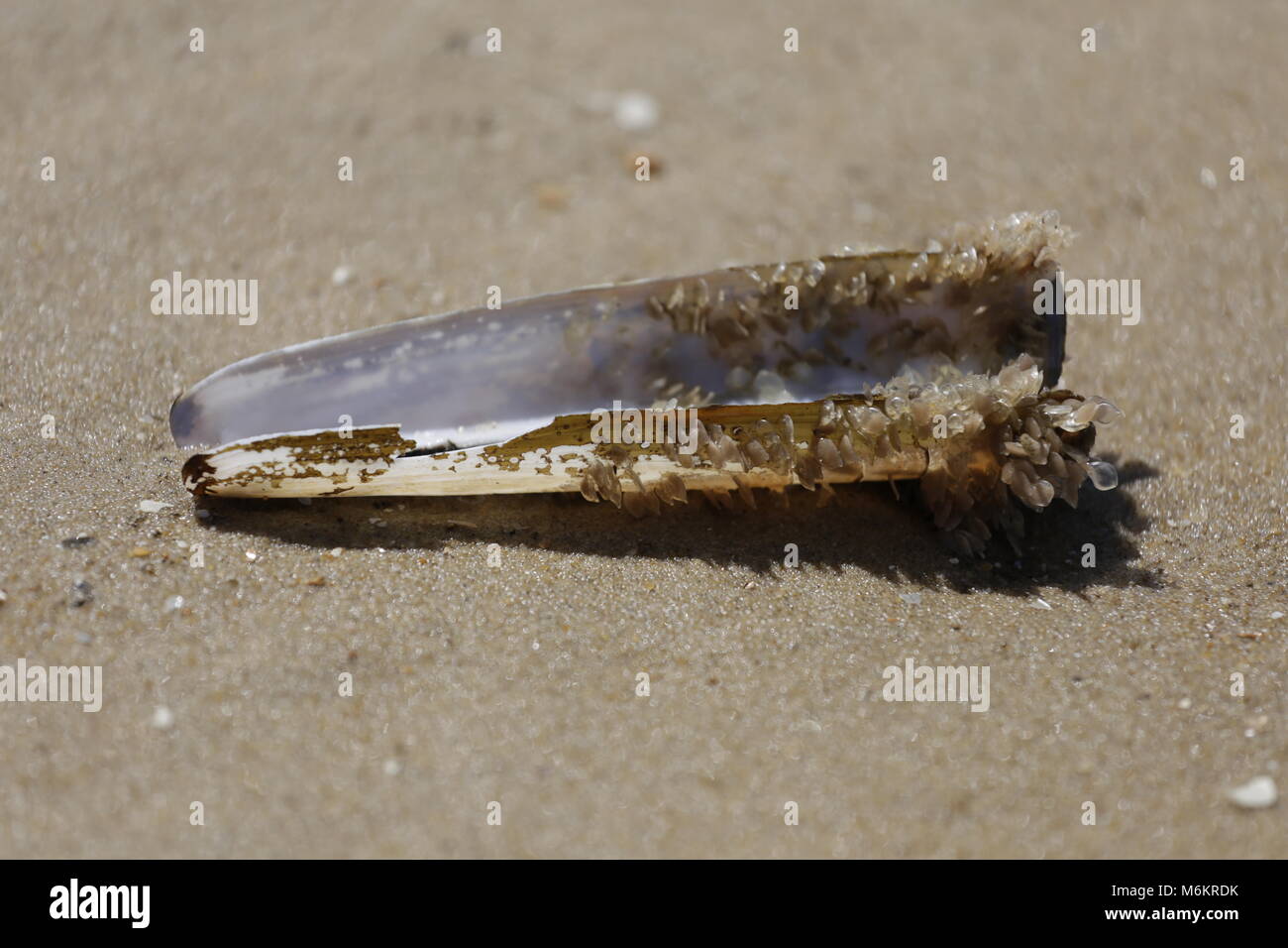 Seashells at the Dutch beach in Camperduin Stock Photo - Alamy