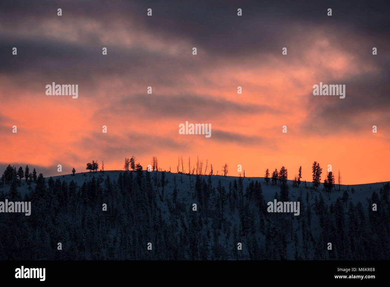 Specimen ridge yellowstone hi-res stock photography and images - Alamy