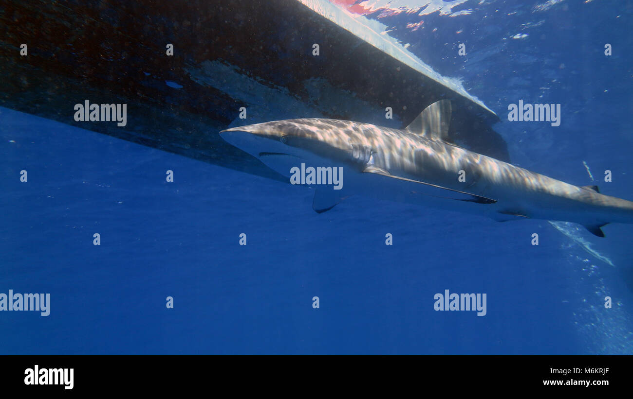 Queen sea big shark hi-res stock photography and images - Alamy