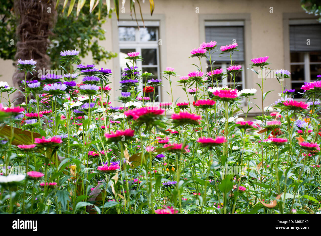 Motion and movement of colorful daisy flower from wind at garden in ...