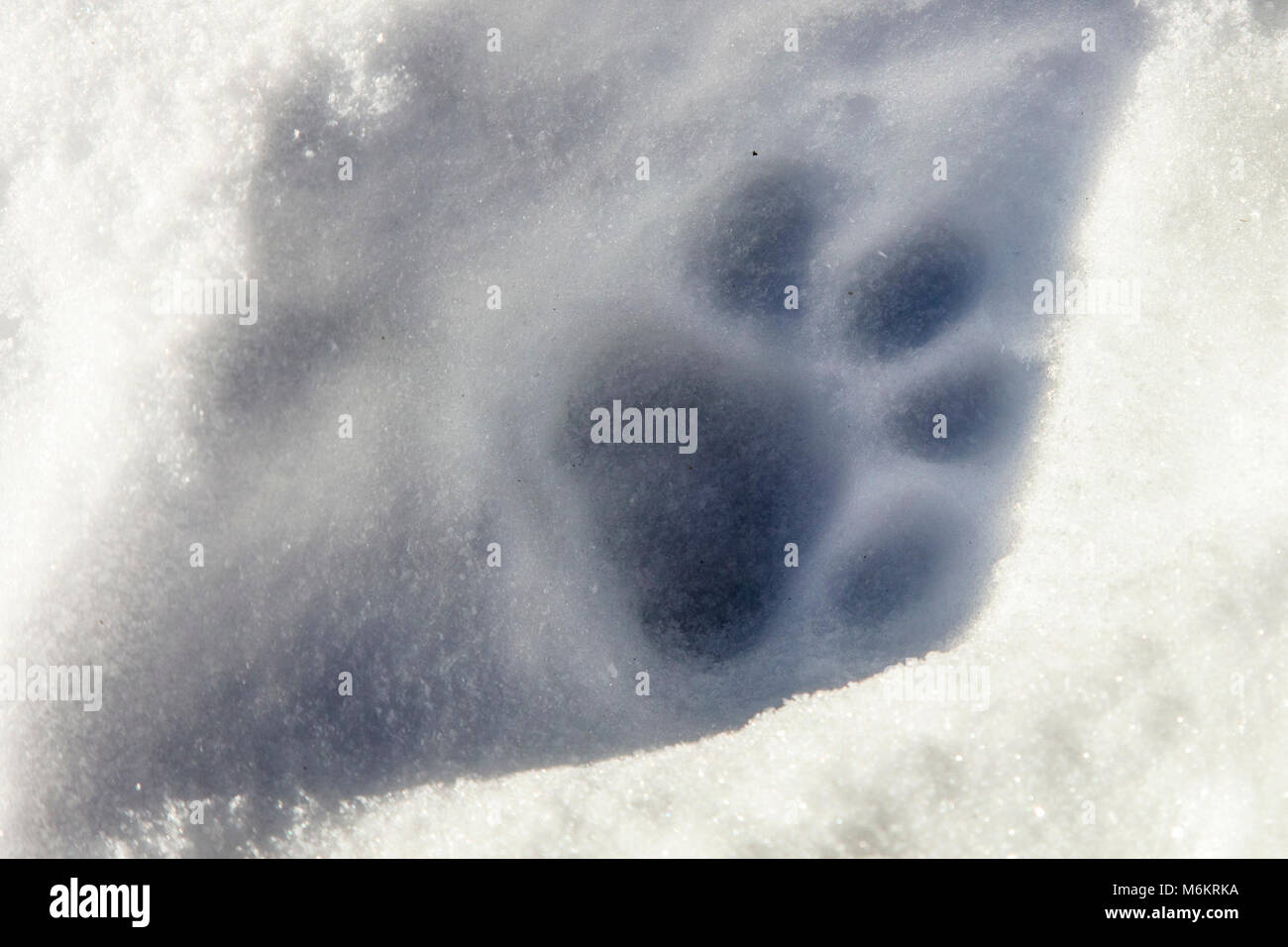 Cougar tracks hi-res stock photography and images - Alamy