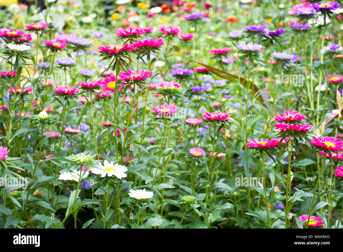 Motion and movement of colorful daisy flower from wind at garden in ...