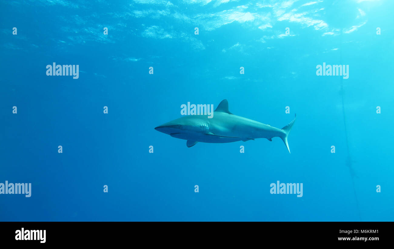 The Peaceful Sharks Stock Photo - Alamy