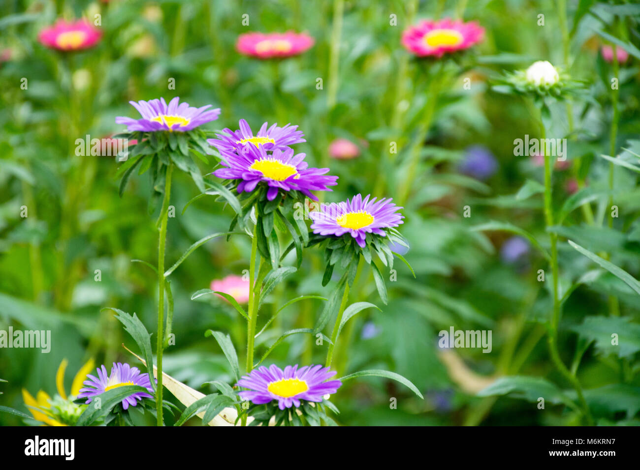 Motion and movement of colorful daisy flower from wind at garden in ...
