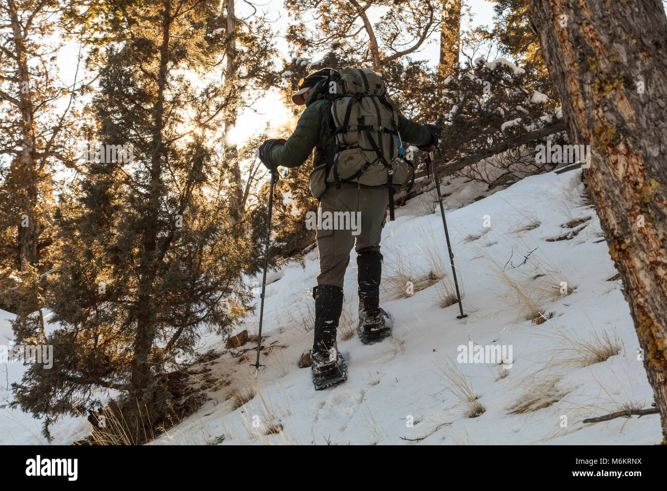 Cougar tracks hi-res stock photography and images - Alamy