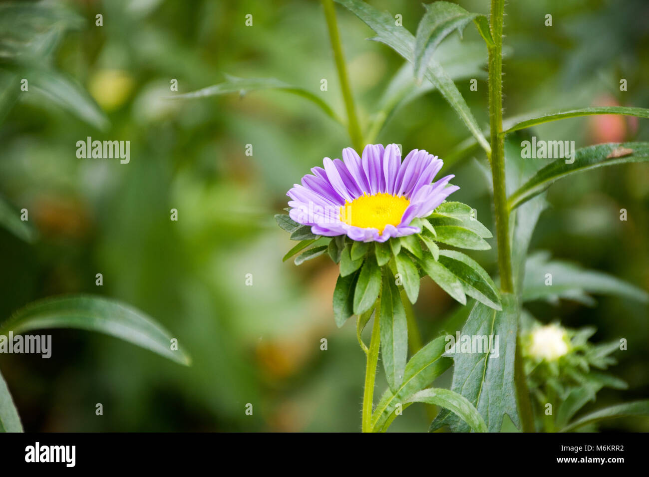 Motion and movement of colorful daisy flower from wind at garden in ...