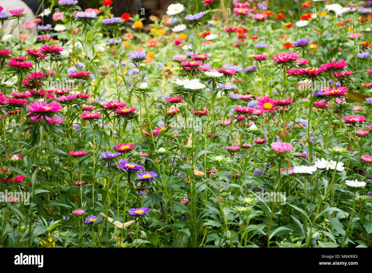 Motion and movement of colorful daisy flower from wind at garden in ...