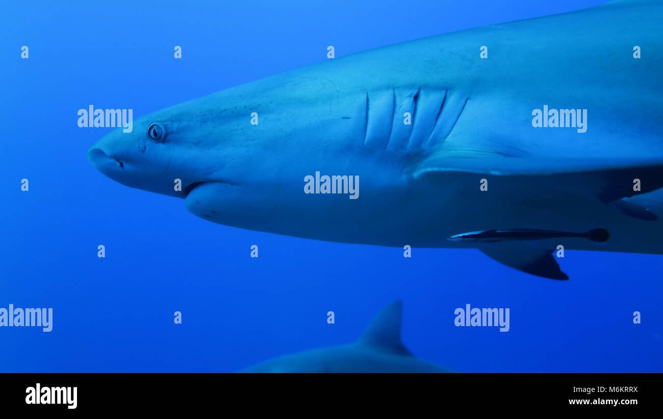 Queen sea big shark hi-res stock photography and images - Alamy