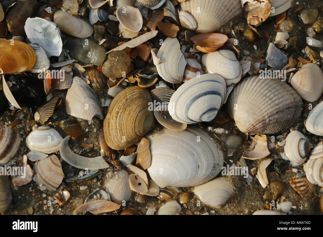 Seashells at the Dutch beach in Camperduin Stock Photo - Alamy