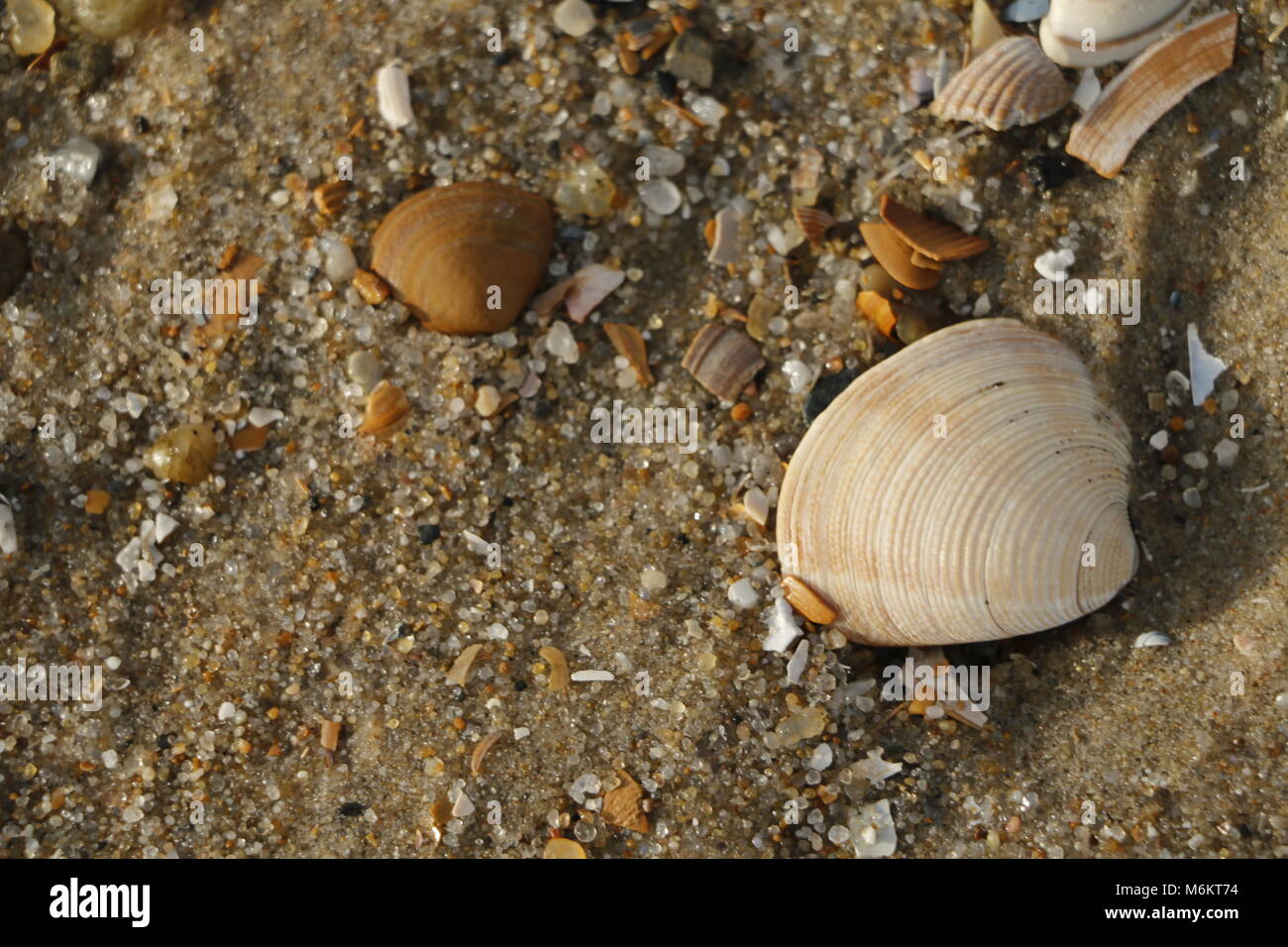 Seashells at the Dutch beach in Camperduin Stock Photo - Alamy