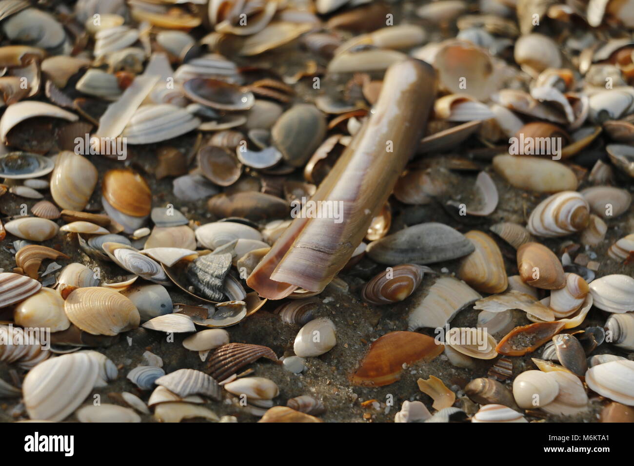 Seashells at the Dutch beach in Camperduin Stock Photo - Alamy