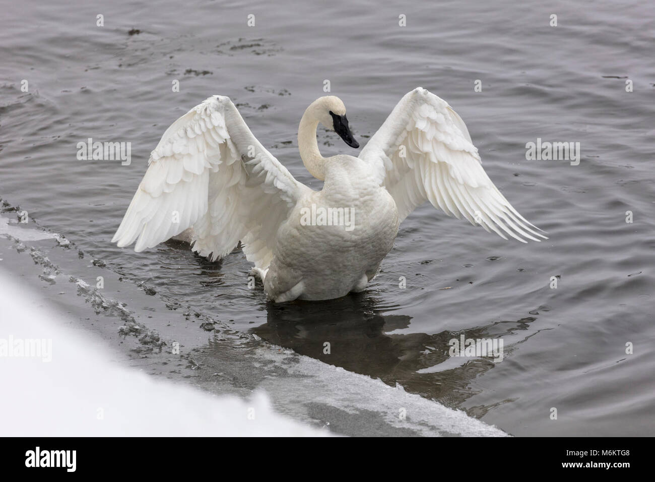 Trumpeter Swan shakes off water after feeding Stock Photo - Alamy