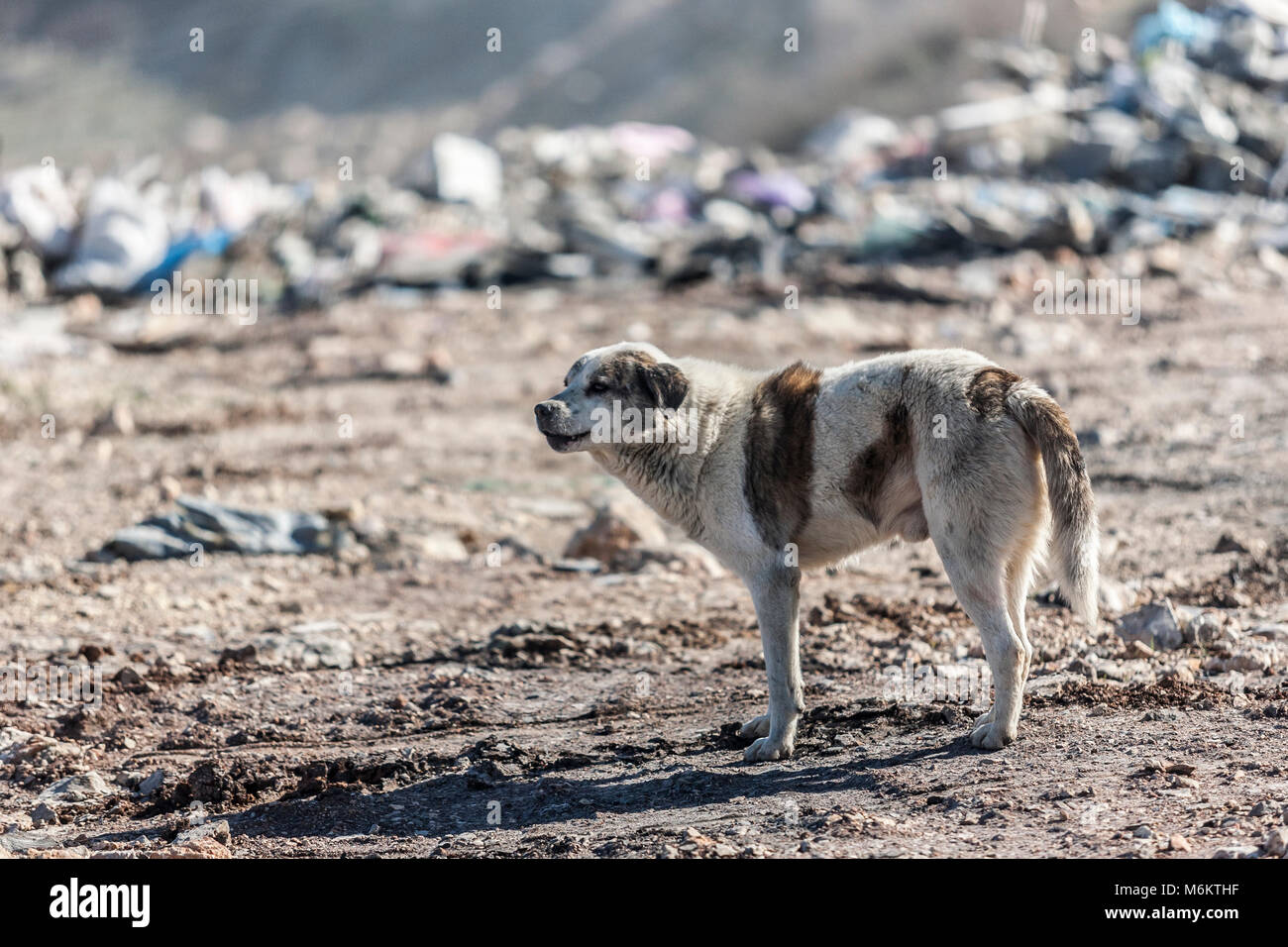 Homeless dirty dog on a rubbish dump Stock Photo - Alamy