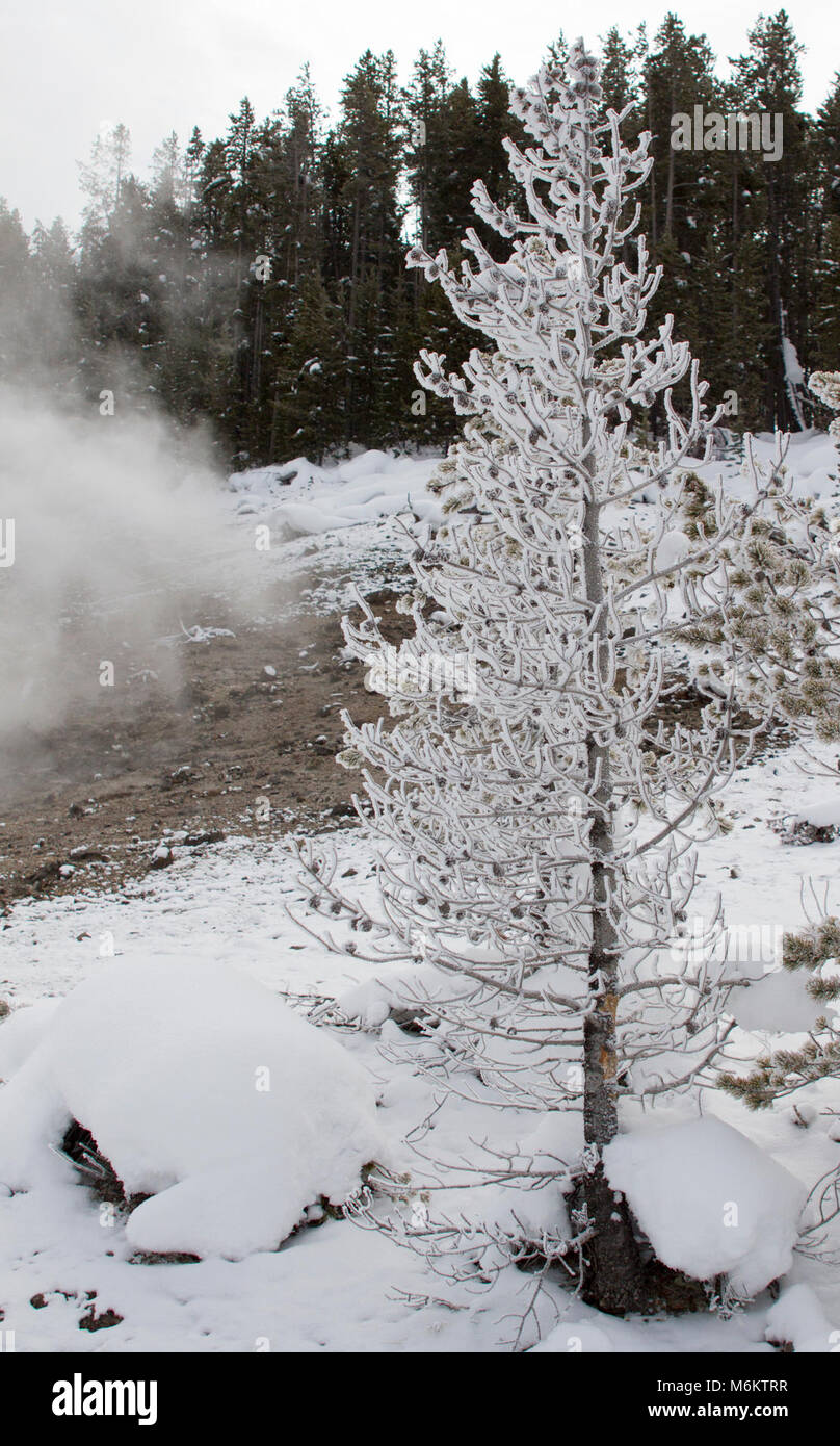 Tree with rime ice near Congress Pool Stock Photo - Alamy