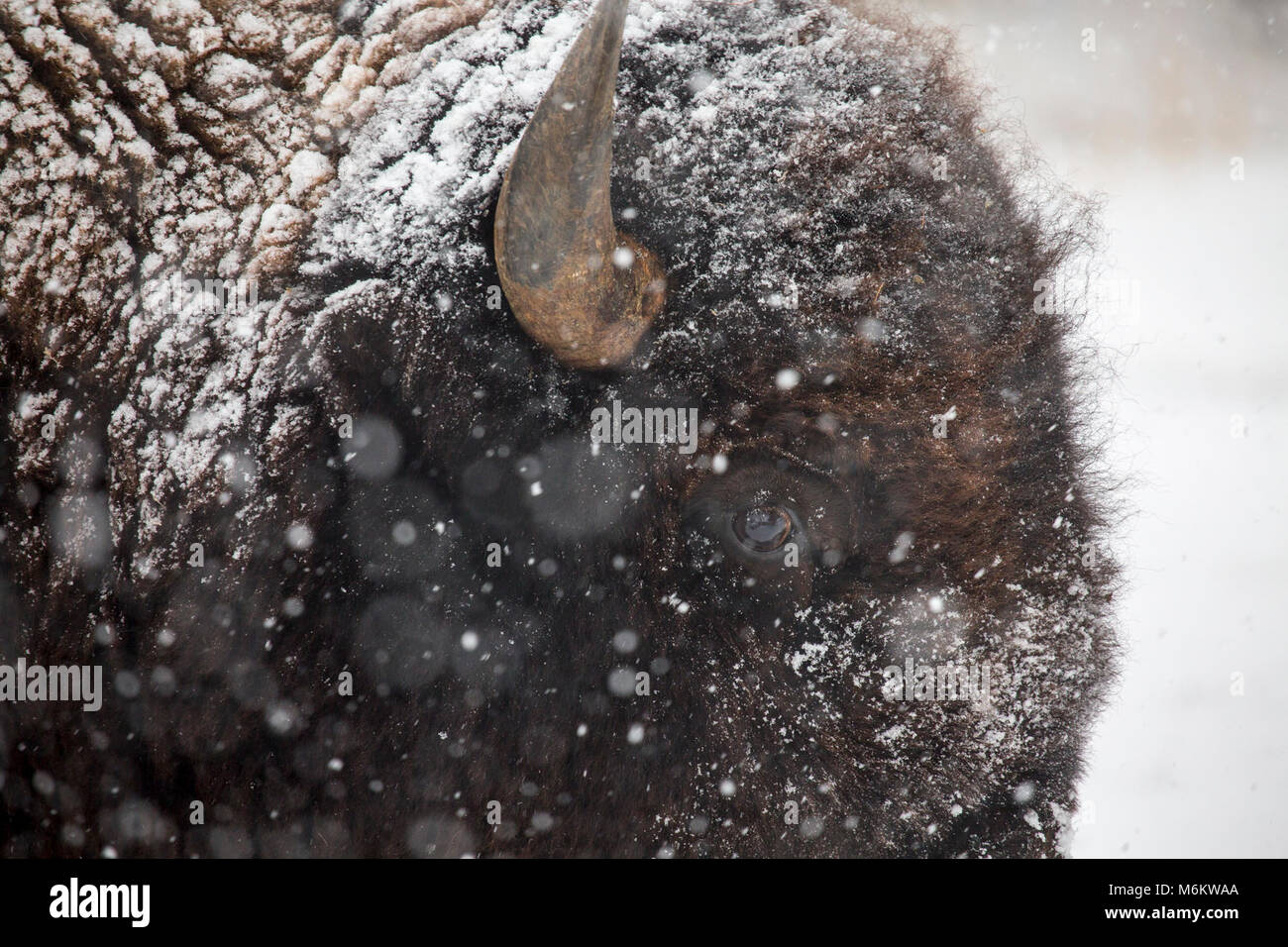 Bison in snow, Mammoth Hot Springs Stock Photo - Alamy
