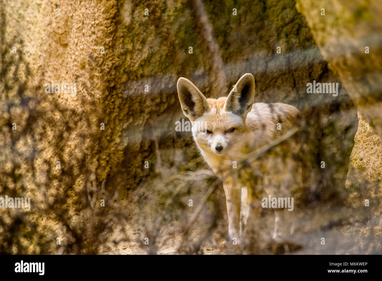 Fennec fox ears hi-res stock photography and images - Alamy