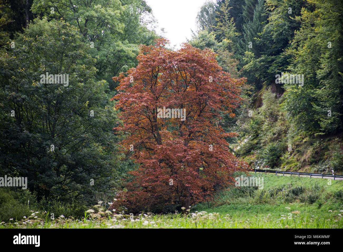 Trees in forest while tree leaf fall season on mountain of Germany ...