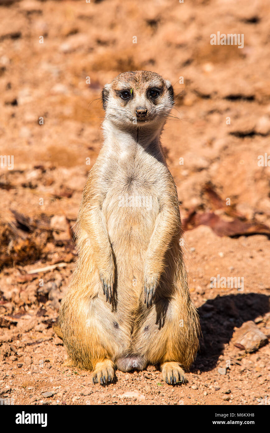 Meerkat burrow hi-res stock photography and images - Alamy