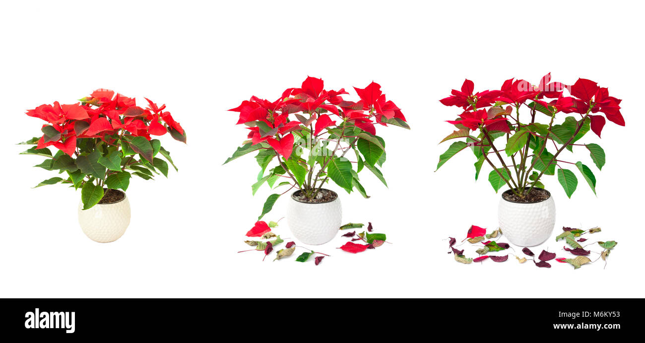 Euphorbia plant red color Cut Out Stock Images & Pictures - Alamy