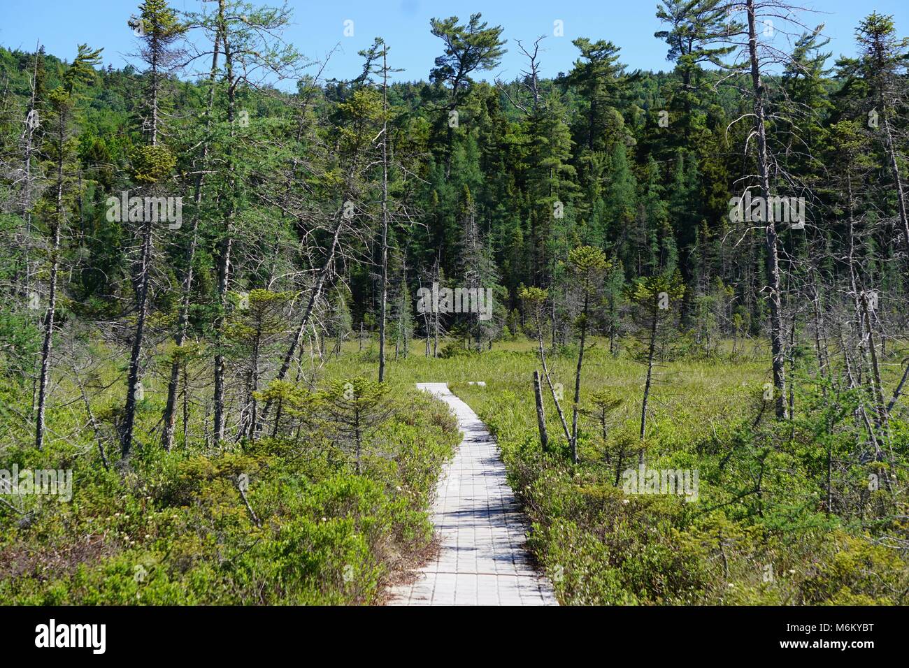 Ferd’s Bog Trail in the Pigeon Lake Wilderness, Adirondack Park, New ...