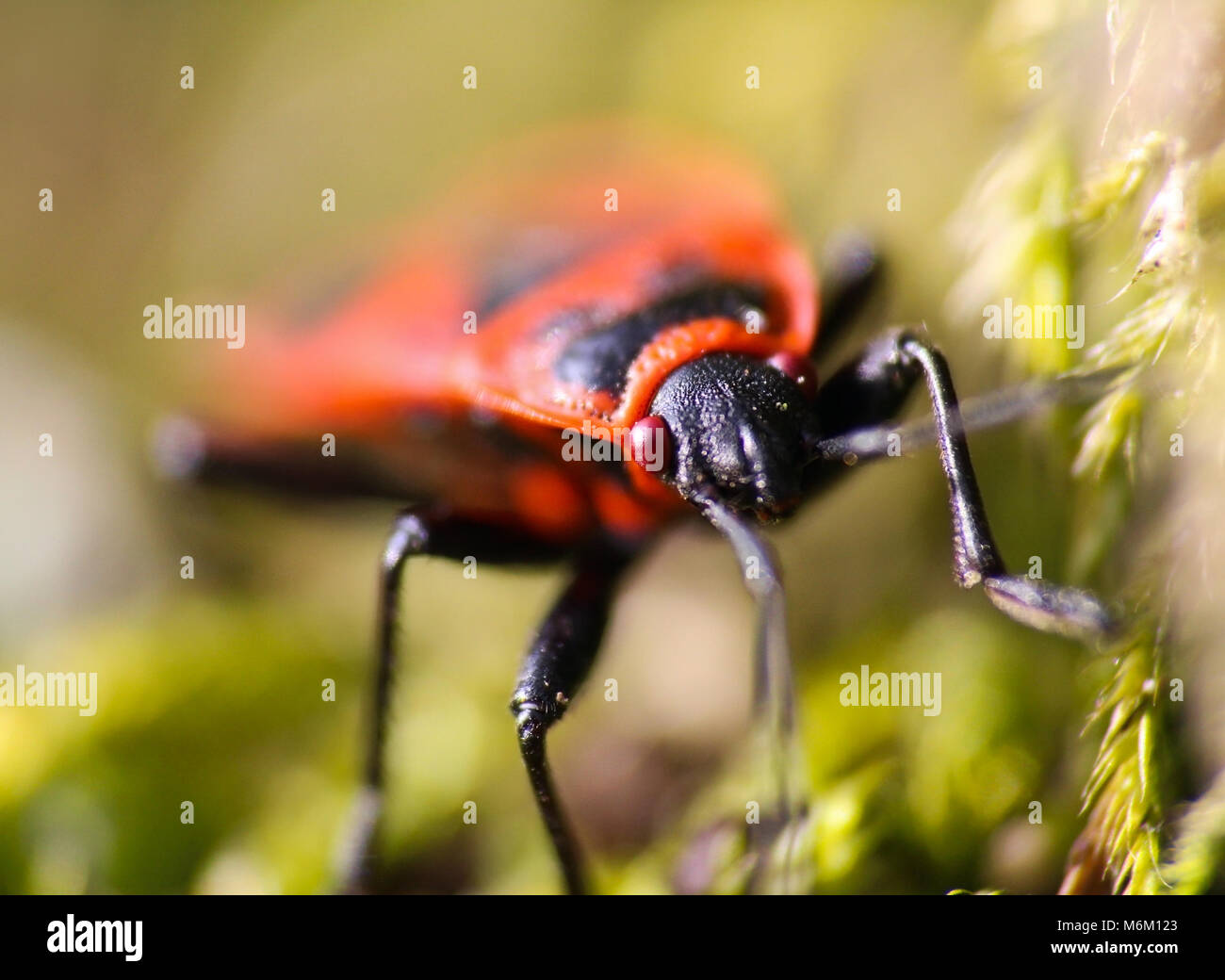 Firebug, Pyrrhocoris apterus in green moss, front view, macro photo ...
