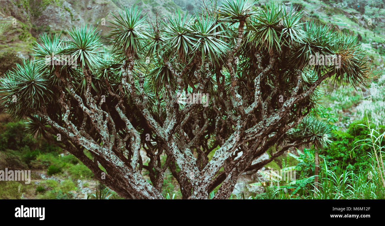 Dragontree hi-res stock photography and images - Alamy