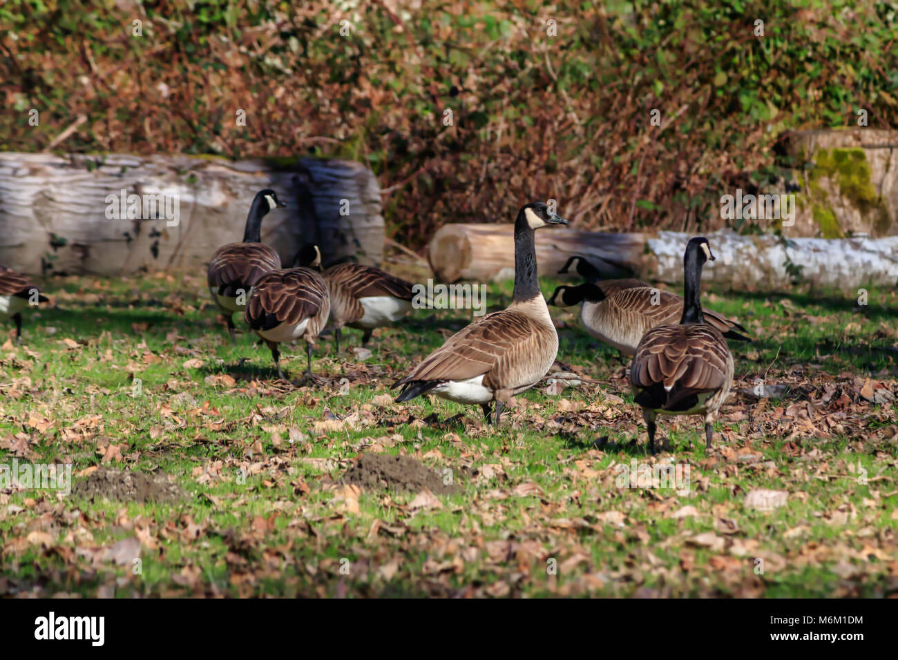 group of geese in grass 1 Stock Photo - Alamy