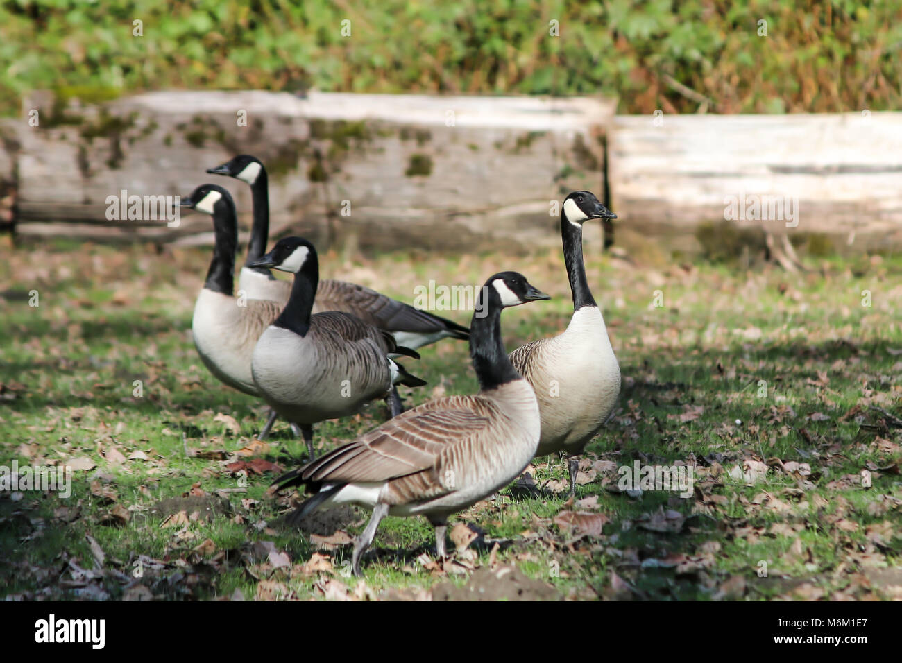 group of geese in grass 2 Stock Photo - Alamy