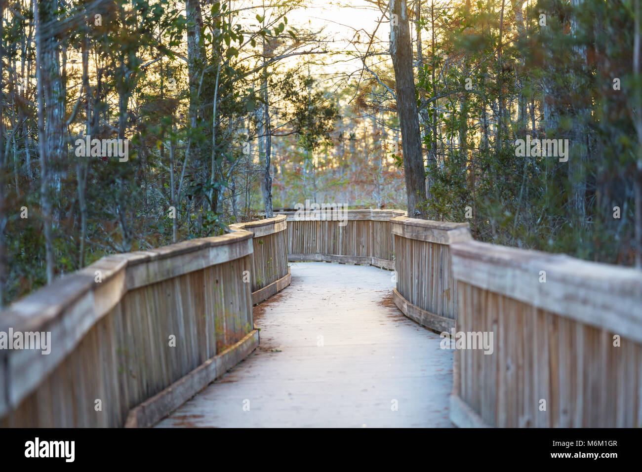 Boardwalks in the swamp in Everglades National Park, Florida, USA Stock ...