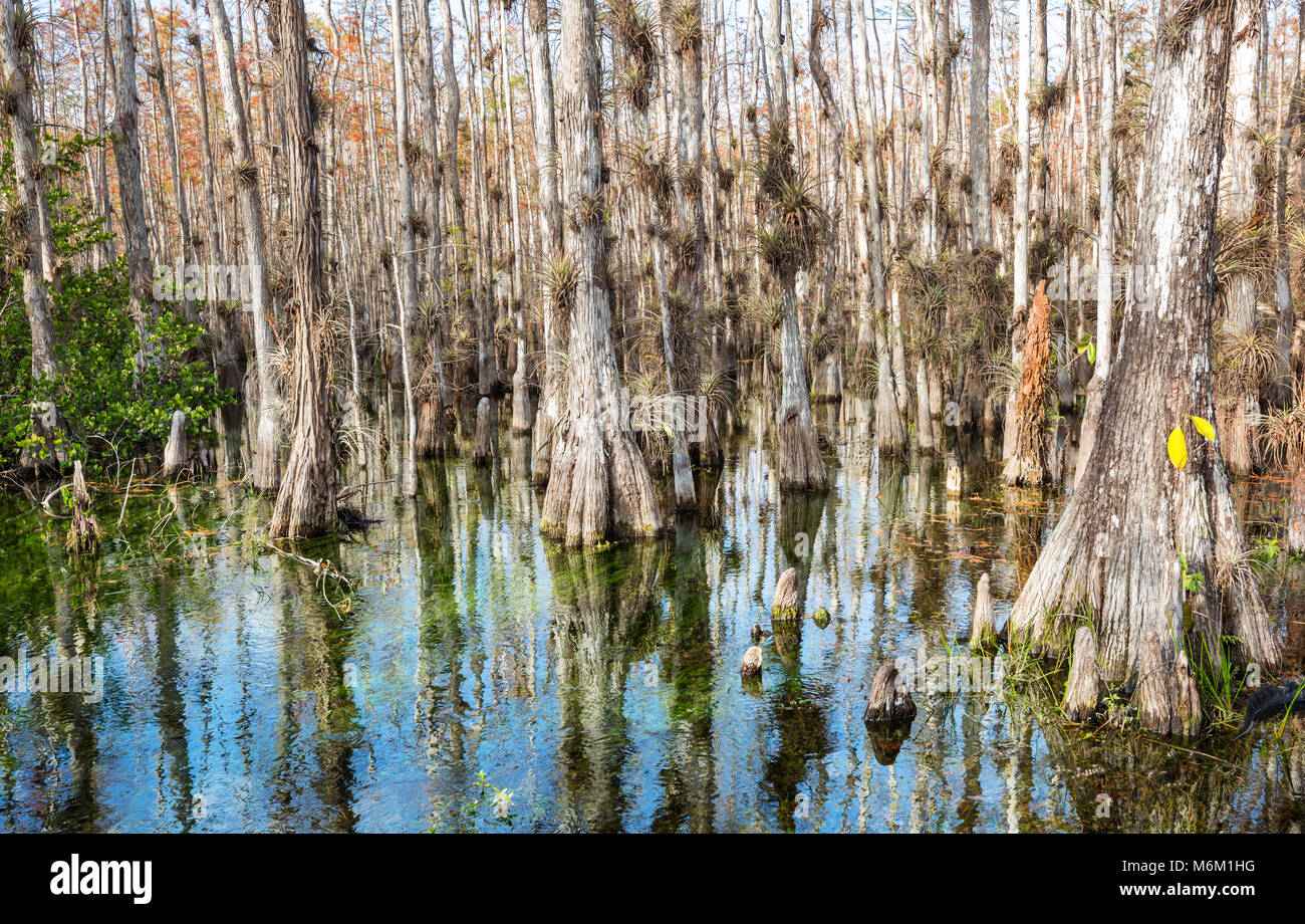 Mangrove swamp florida cypress hi-res stock photography and images - Alamy