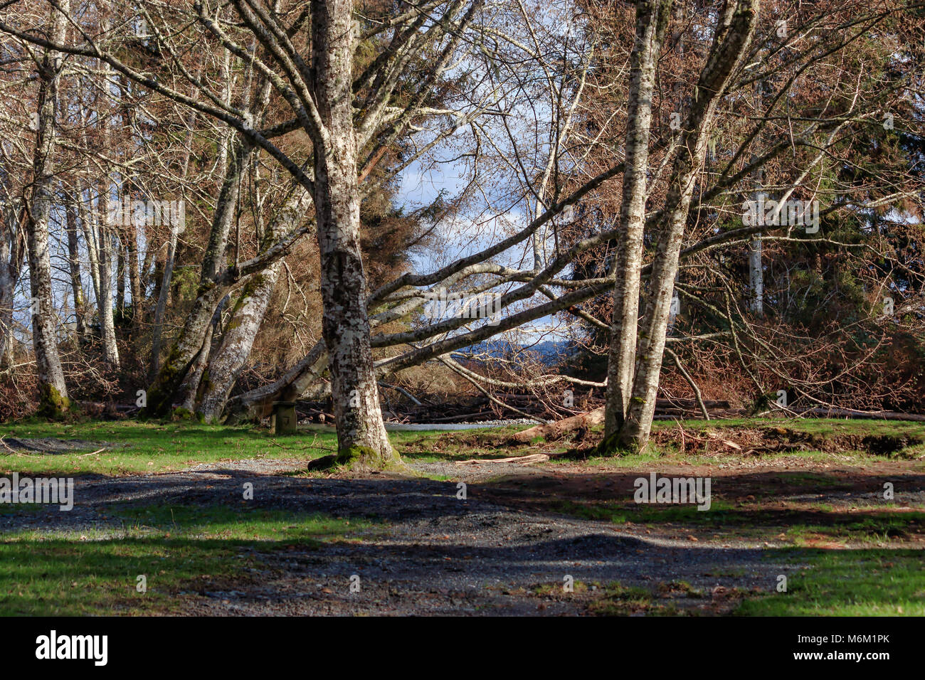 Huge Ancient Aged Tree Trees High Resolution Stock Photography and ...