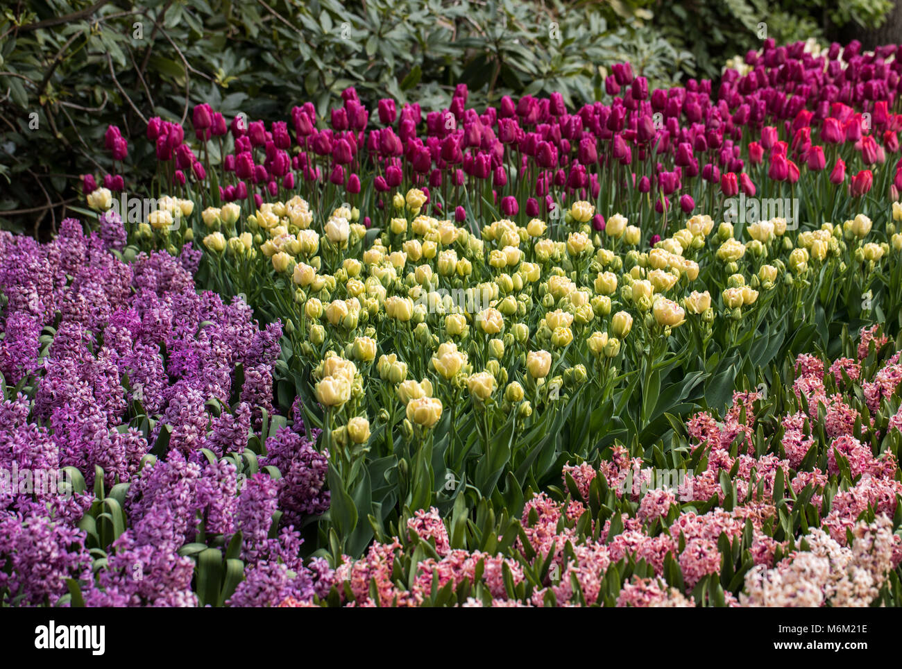 colorful hyacinths and tulips blooming in a garden Stock Photo - Alamy