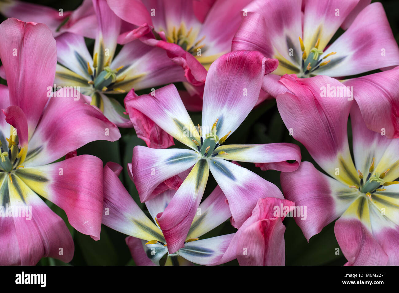 Species botanical tulips blooming in a garden Stock Photo - Alamy
