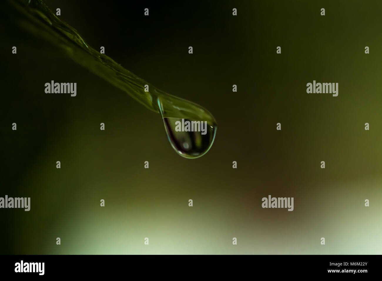 Water drop leaf hi-res stock photography and images - Alamy