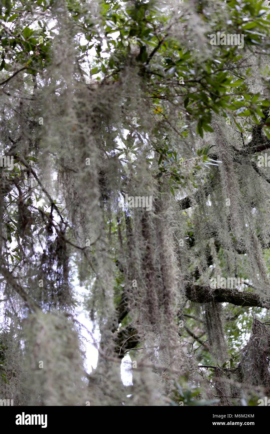 Oak tree spanish moss hi-res stock photography and images - Alamy