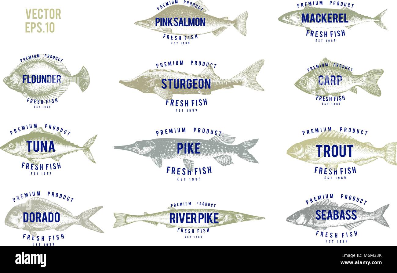 Hand drawn illustrations of fish with names in vintage style over white ...
