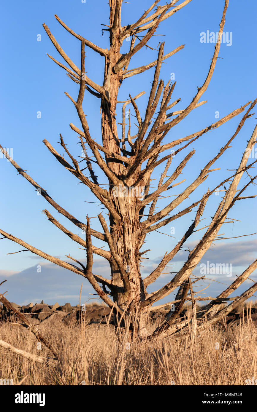 Grassy spit shore hi-res stock photography and images - Alamy