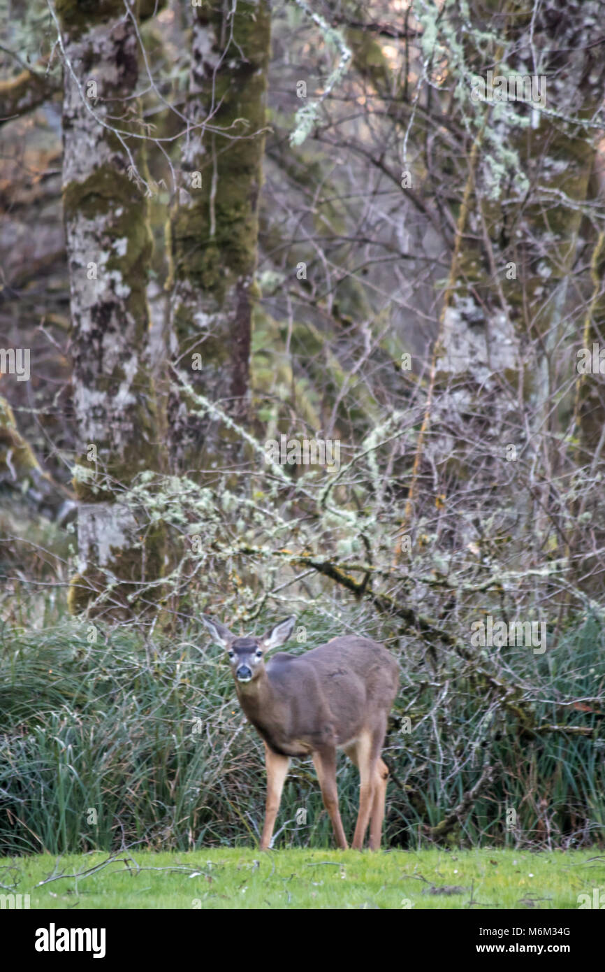 deer in pacific northwest forest Stock Photo - Alamy