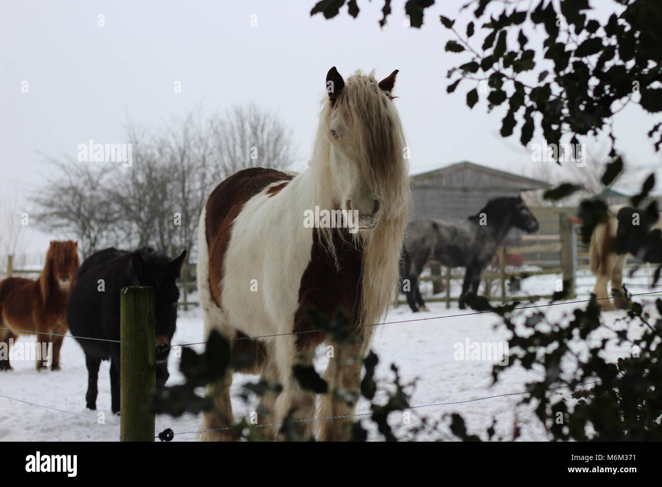 Gypsy cob horse hi-res stock photography and images - Alamy