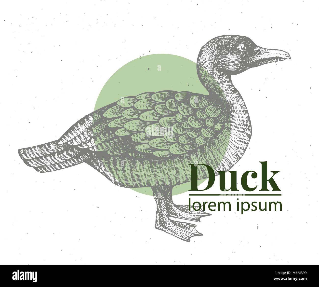 Vector hand drawn duck illustration. Vintage engraving style. Sketch ...