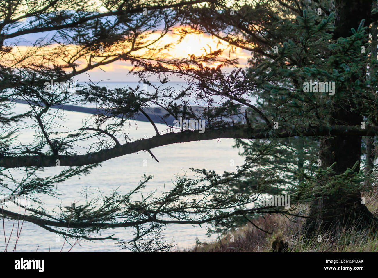 Sunset through pine branches. Nature background Stock Photo - Alamy