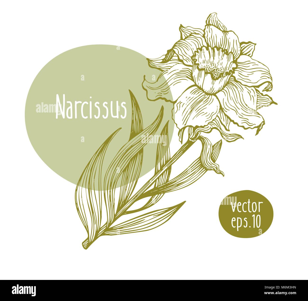 Hand drawn retro narcissus. Vector blooming flower. Botanical ...