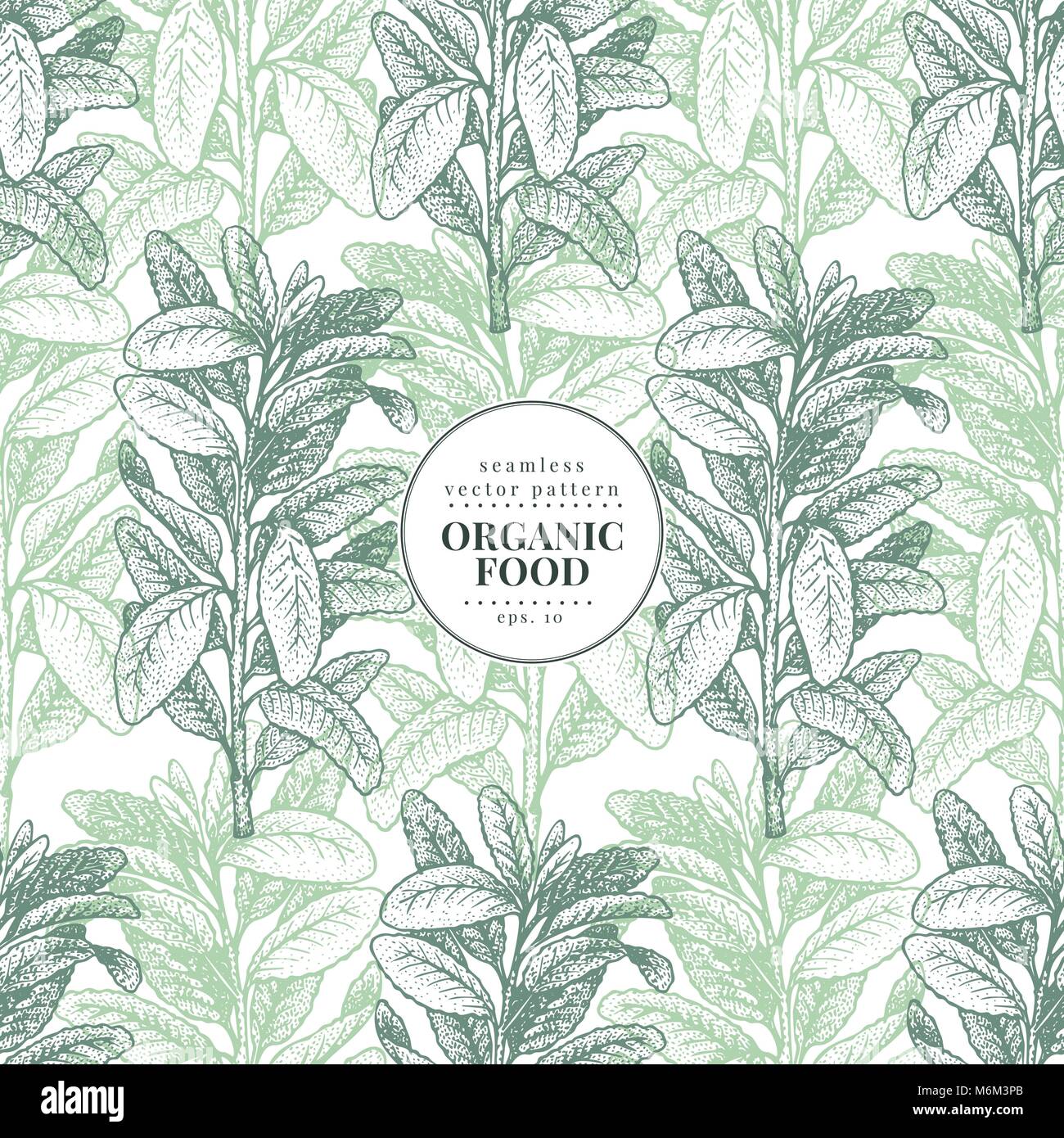 Sage. Vector seamless pattern for design menu, packaging and recipes ...