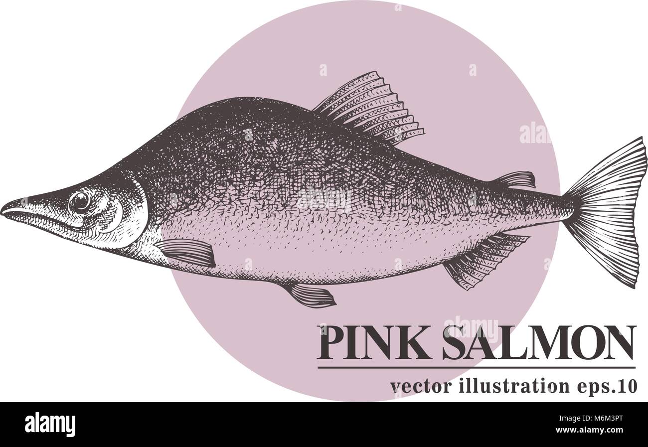 Hand drawn sketch seafood vector vintage illustration of pink salmon ...
