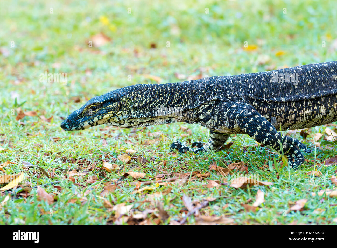 Australian native lizard hi-res stock photography and images - Alamy